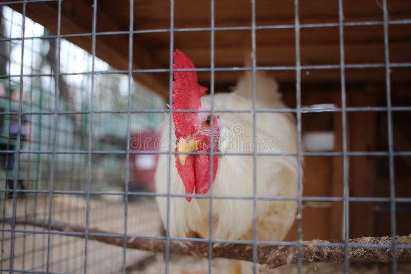 182 Chicken Behind Bars Stock Photos - Free & Royalty-Free Stock Photos ...