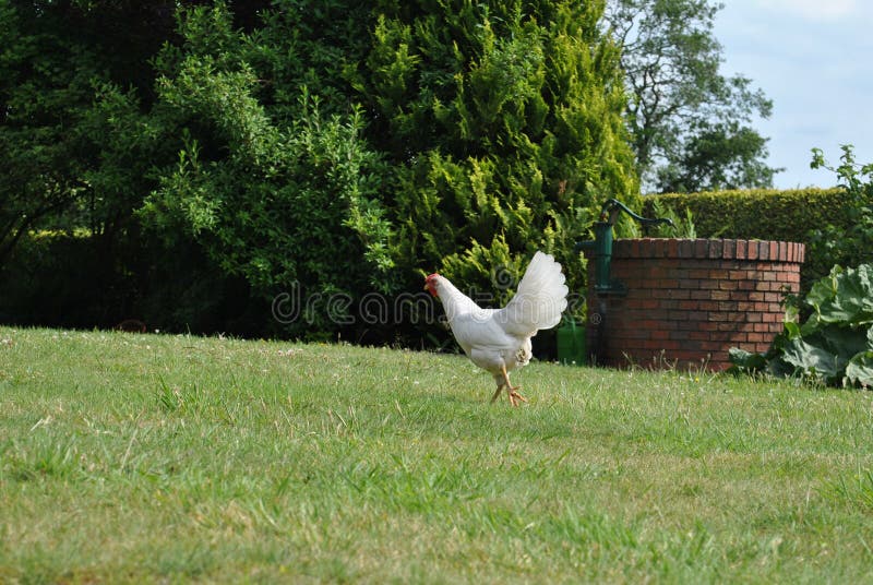 Chicken Man - Running stock image. Image of suit, chicken - 10876203