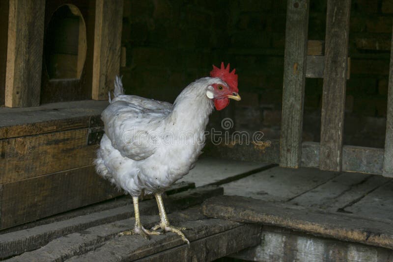 White Chicken in a Rustic Chicken Coop Stock Image - Image of farm ...