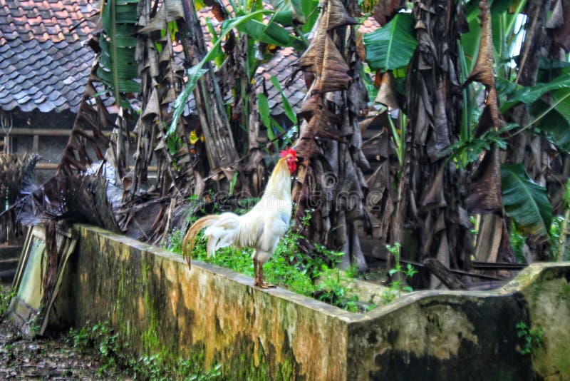 White Chicken Stand between Bananas Trees Stock Photo - Image of ...
