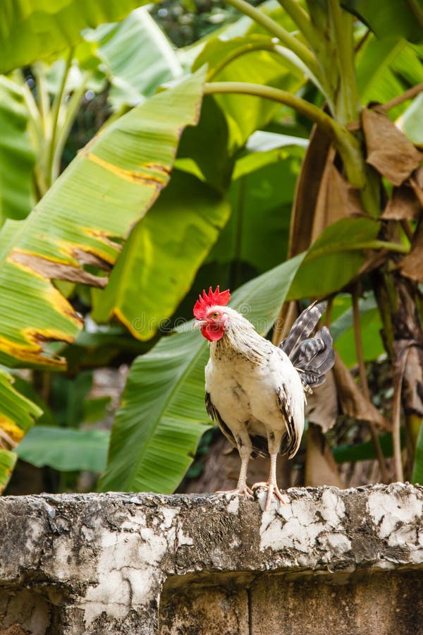 White chicken stock photo. Image of garden, chick, pets - 66065170