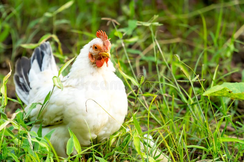 White chicken stock image. Image of animal, group, female - 226339347
