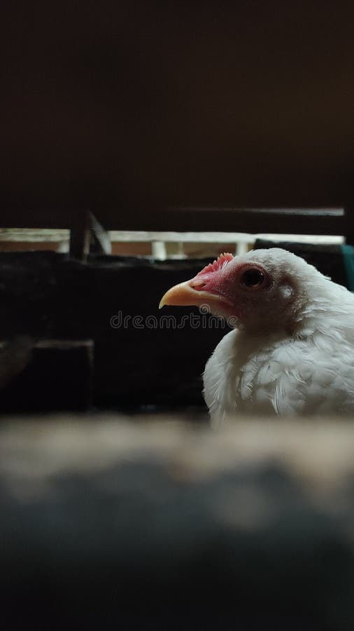 Hen Staring at Chicken Meat on Grill Stock Photo - Image of appetite ...