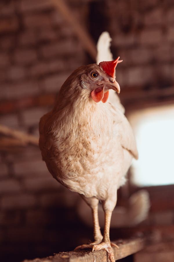 White chicken stock image. Image of domesticated, crack - 39328557