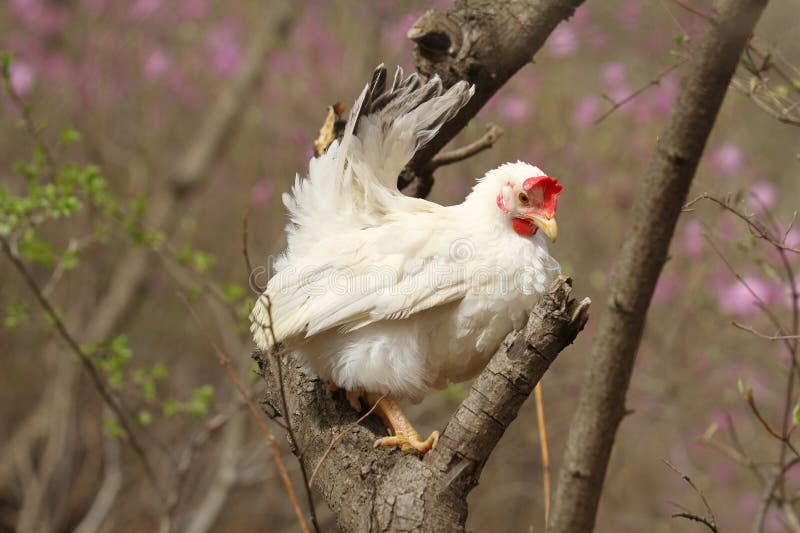 White chicken on the tree stock image. Image of wing - 283044899