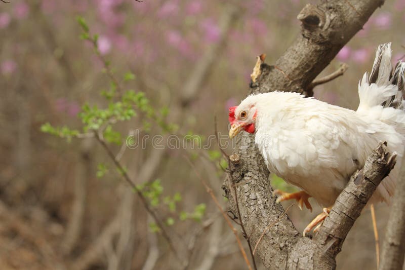 White chicken on the tree stock image. Image of portrait - 283044913