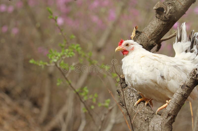 White chicken on the tree stock photo. Image of agriculture - 283044916