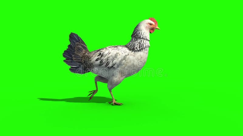 White Chicken Walk Cycle Side Green Screen 3D Rendering Animation Stock ...