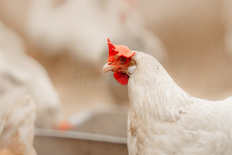 White Chicken Walking Outdoors at a Chicken Farm Stock Image - Image of ...