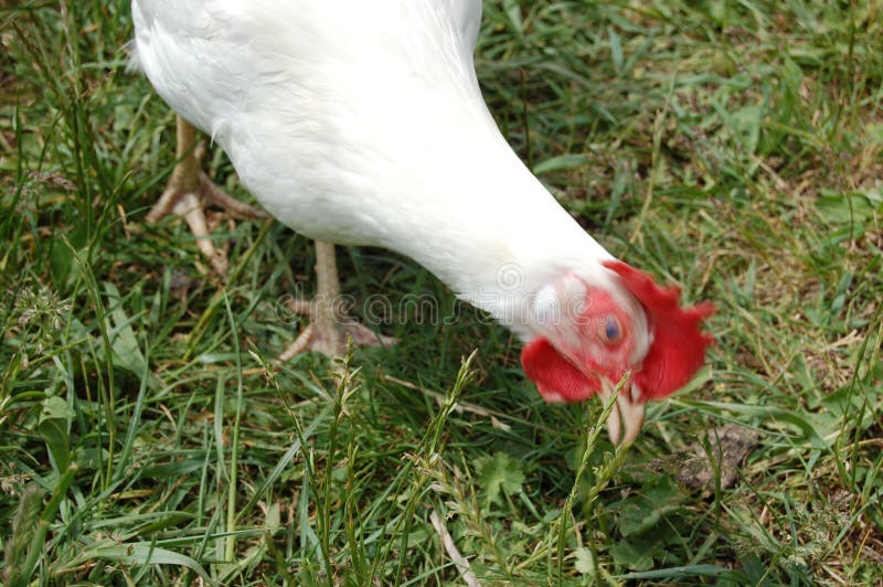 White chicken. stock image. Image of pullet, group, poultry - 184726747