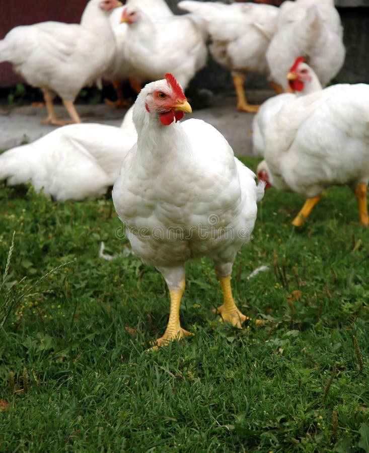 White chickens stock image. Image of range, pullet, chickens - 17838329