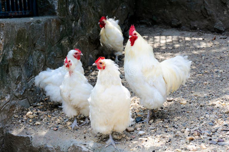 507 White Pullet Chickens Stock Photos - Free & Royalty-Free Stock ...