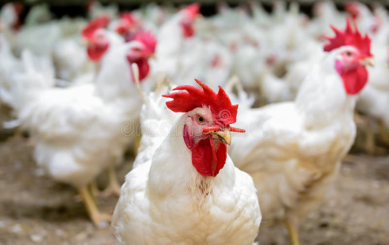 White chickens farm stock image. Image of meat, coop - 164429695