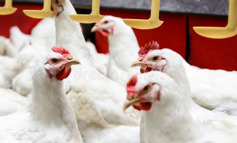 White Chickens Living on a Farm Stock Image - Image of food, poultry ...