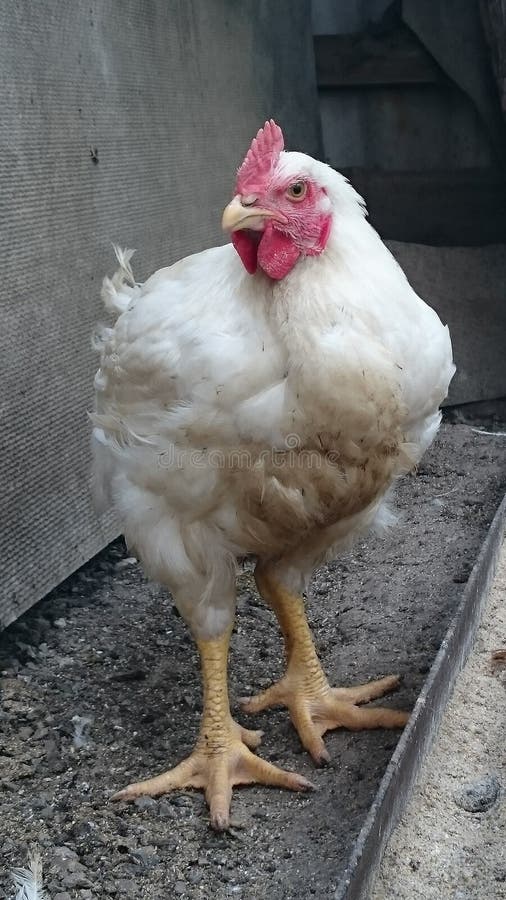 White chickens farm stock image. Image of farm, real - 56659167