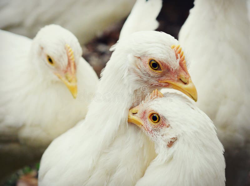 Two White Chickens stock photo. Image of agriculture - 74563584