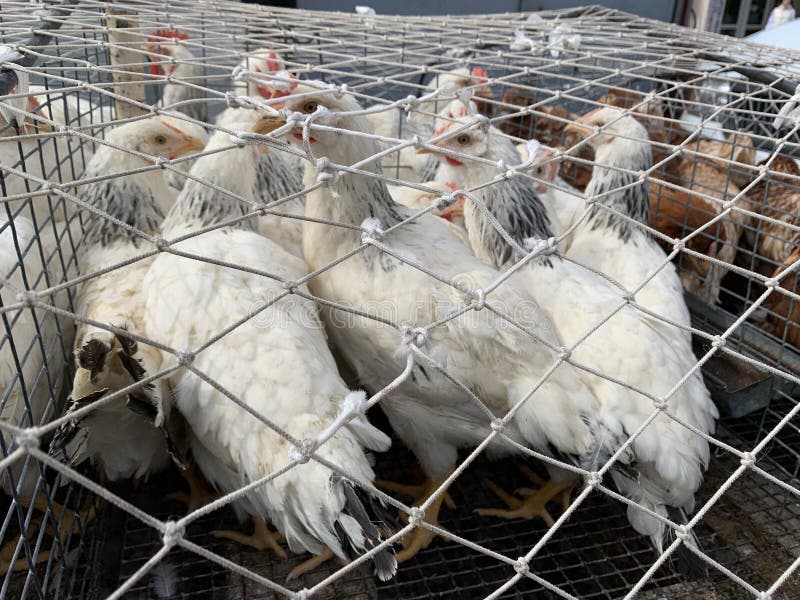 White Chickens Under the Net Stock Image - Image of food, cooking ...