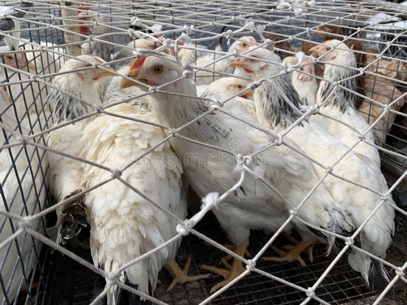 White Chickens Under the Net Stock Photo - Image of meat, domestic ...