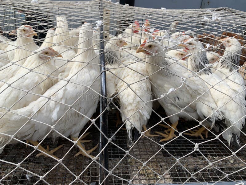White Chickens Under the Net Stock Image - Image of chicken, domestic ...