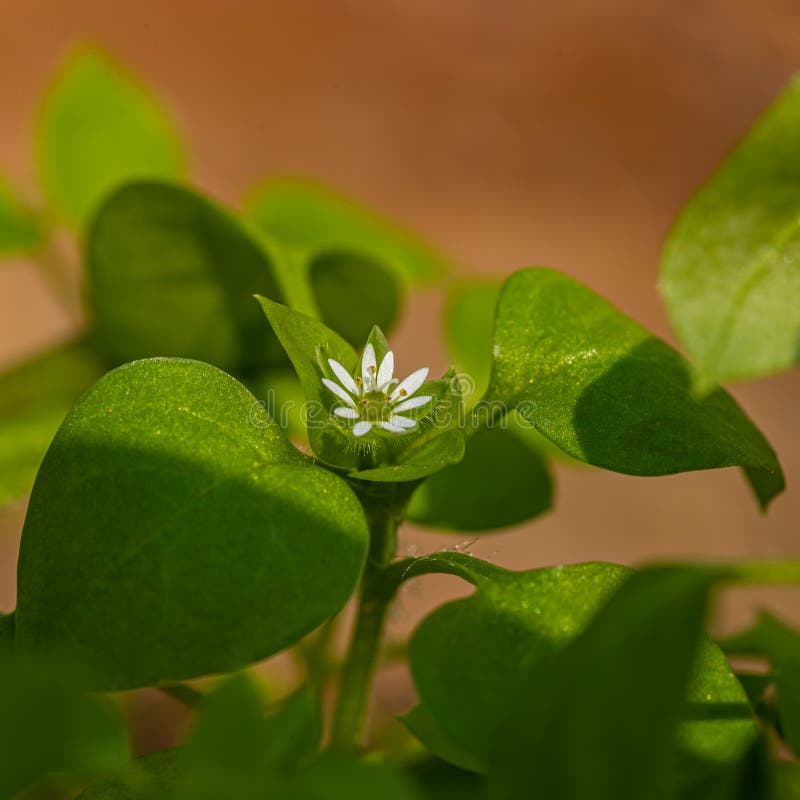 Chickweed Flower in the Garden Stock Photo - Image of nature, closeup ...
