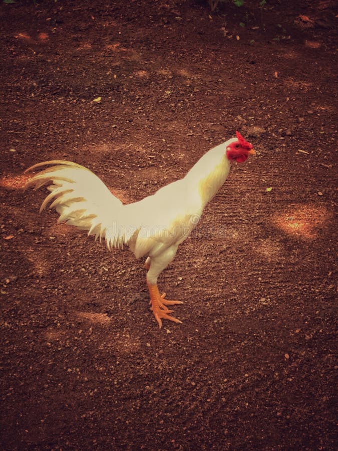 White chiken stock photo. Image of waterfowl, chiken - 313542212