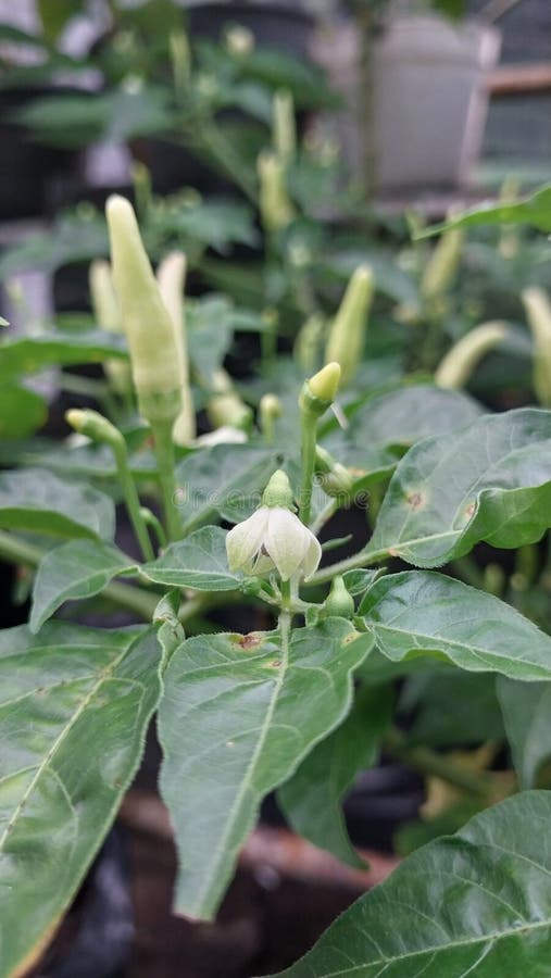 White chili flowers stock photo. Image of white, tree - 270754850