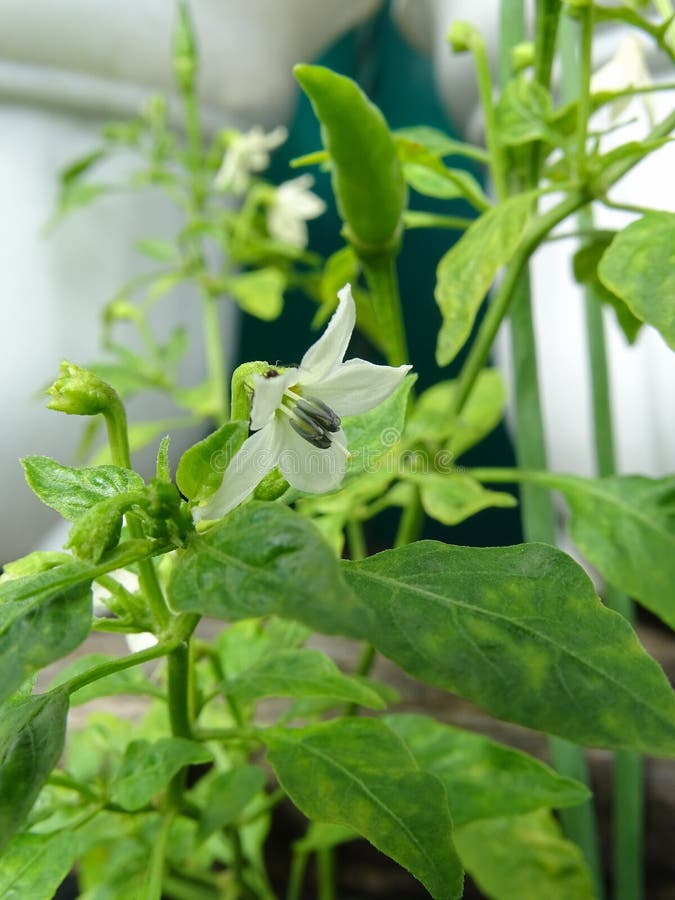 White Chili Flowers are Blooming Stock Photo - Image of food, produce ...