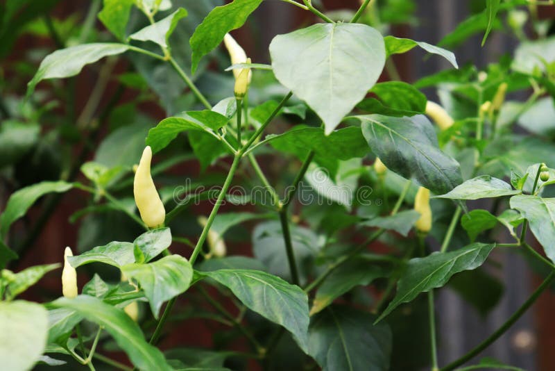 White Chili Tree in the Vegetable Garden Stock Photo - Image of chilly ...
