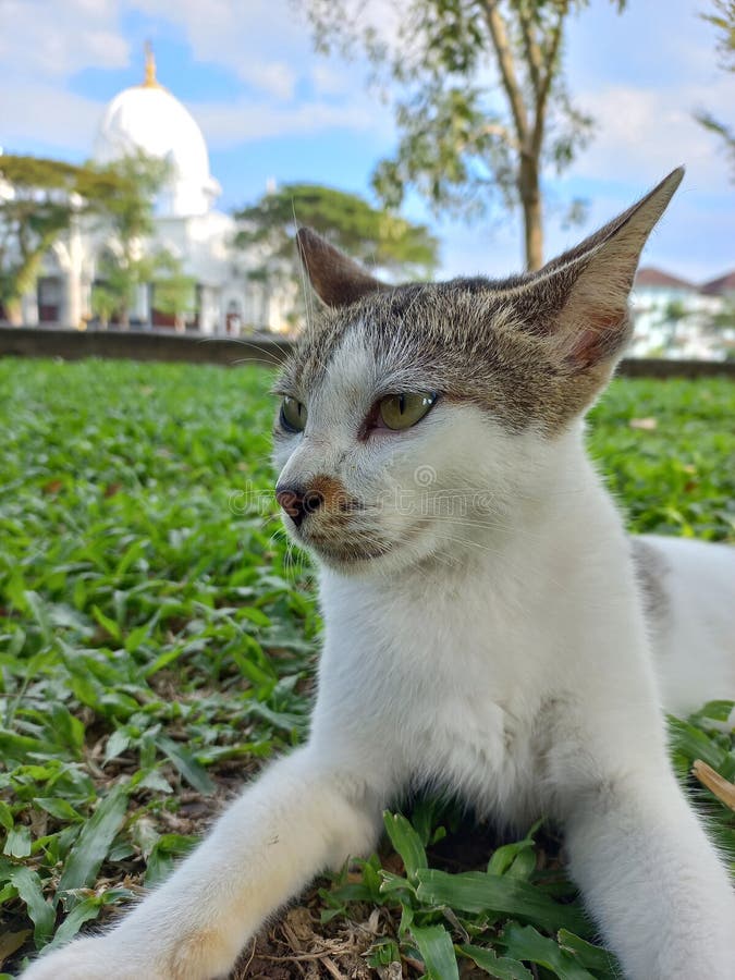 A white chill cat stock photo. Image of plant, chill - 263156540