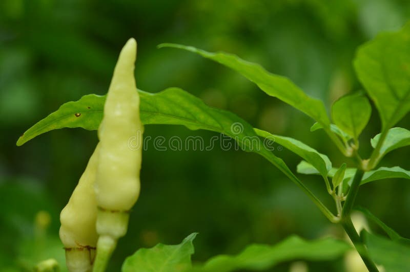 White chilli close-up stock image. Image of produce - 193680059