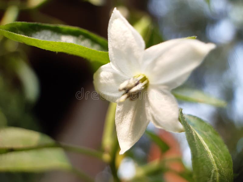 White chilli flower stock image. Image of blossom, agriculture - 167706229