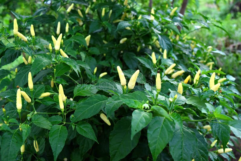 WHITE CHILLI on the GARDEN stock photo. Image of chile - 159240276