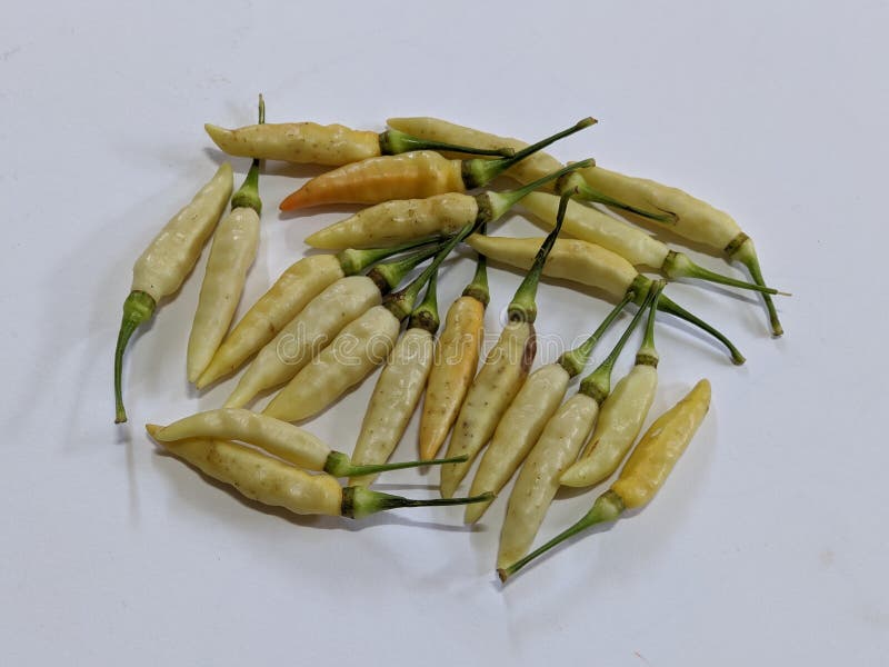 White Chilli on Isolated Background Stock Photo - Image of salad ...
