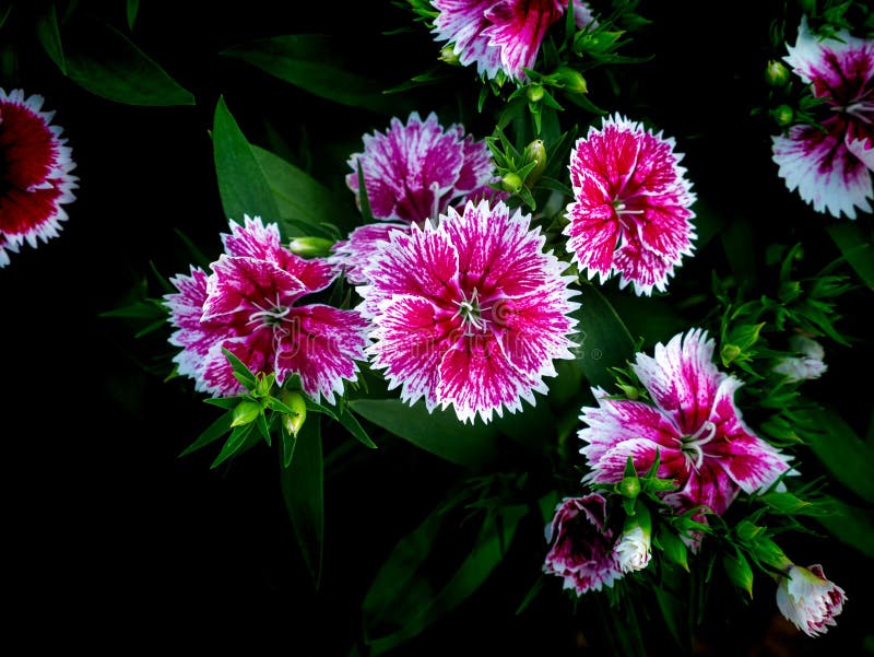 White China Pink Blooming stock image. Image of life - 164645699