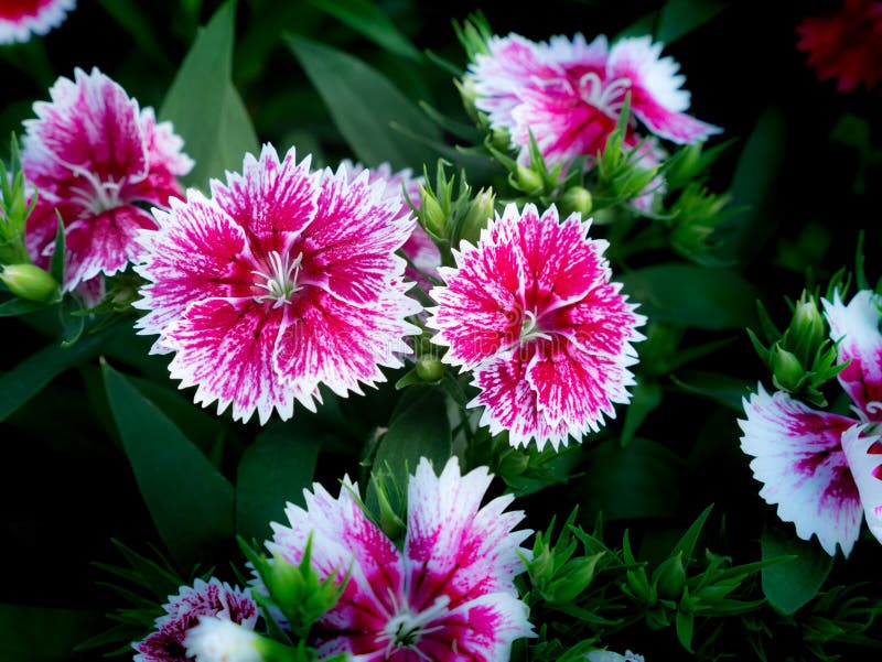 White China Pink Blooming stock image. Image of forest - 164645803