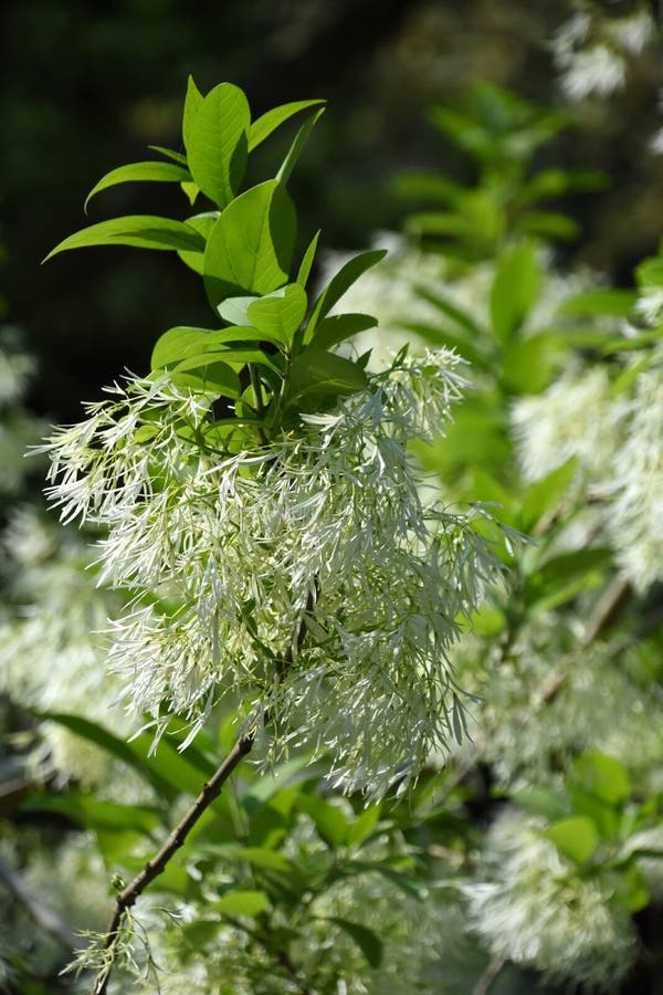 White Chinese Fringe Tree Flowering and in Bloom Stock Image - Image of ...