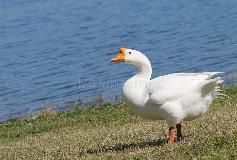 White Chinese Goose stock image. Image of bird, white - 28886569