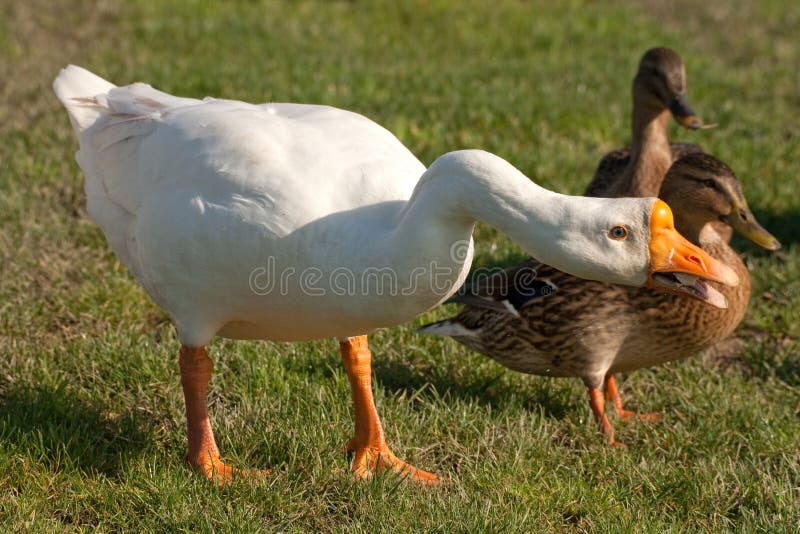 White Chinese Goose stock image. Image of domesticated - 31986849
