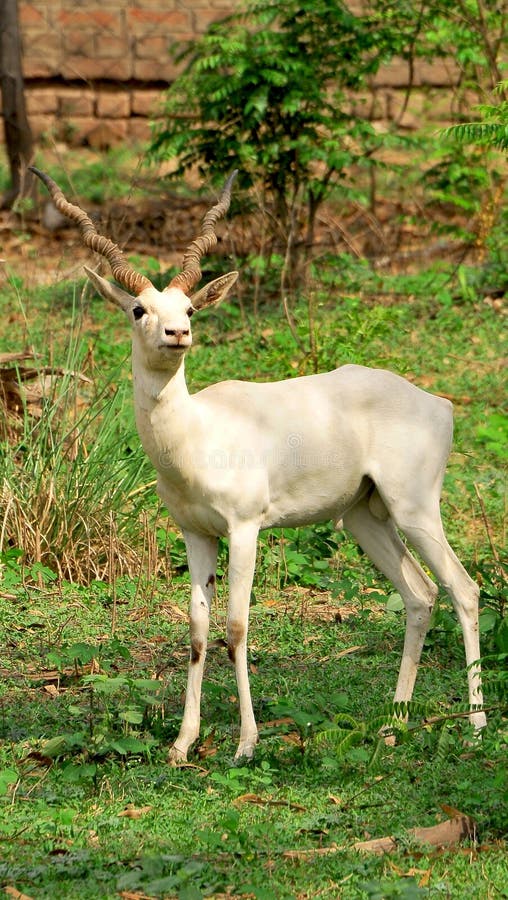 White chinkara deer stock image. Image of wild, untamed - 7991595