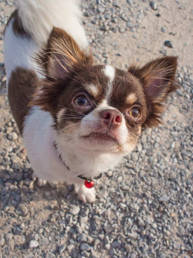 White with Chocolate Chihuahua Dog Stock Image - Image of white, coat ...