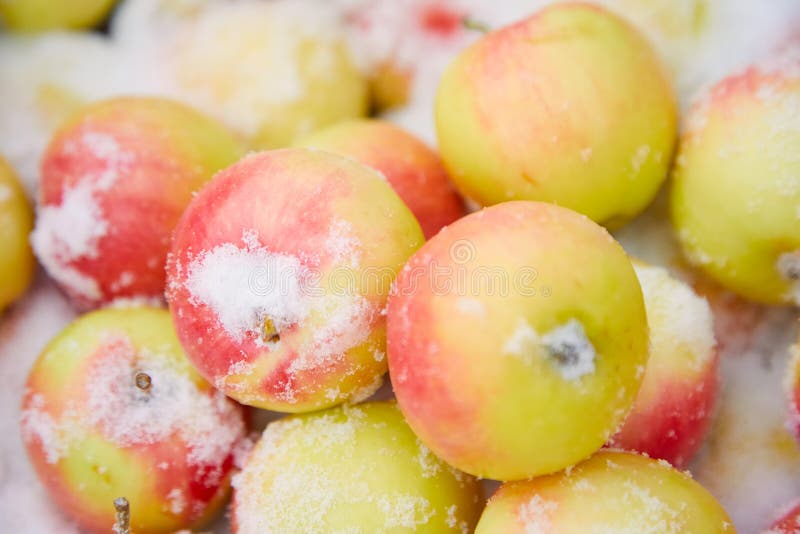 White Christmas Concept. Bright Juicy Fruit Covered in Snow during a ...