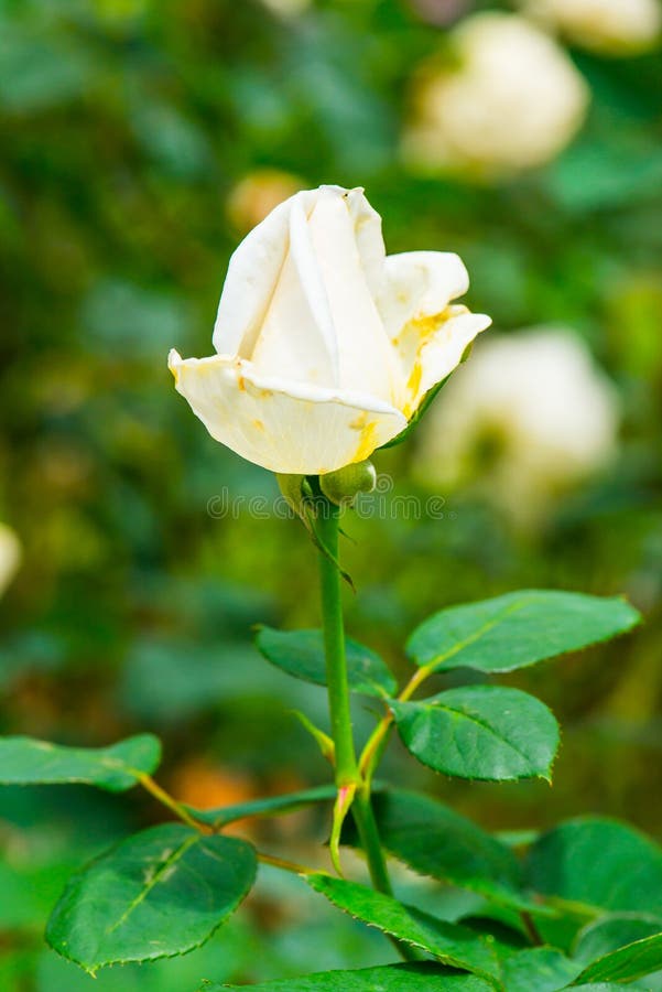 White Christmas Rose or White Rose in Garden Stock Photo - Image of ...