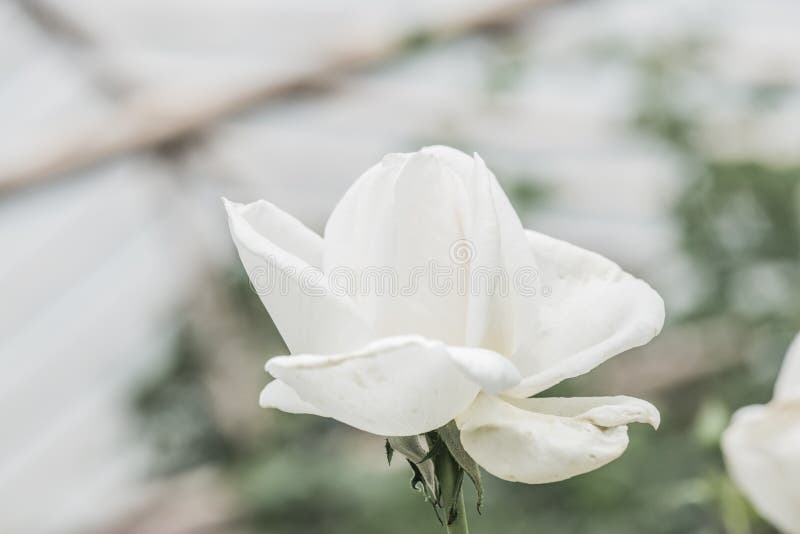 White Christmas Rose Or White Rose In Garden Stock Photo - Image of ...