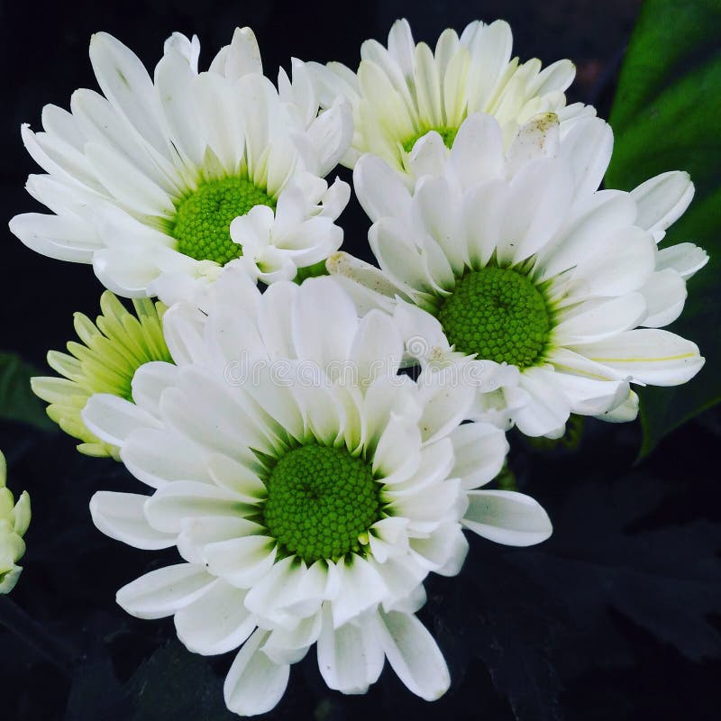 White Chrysant stock image. Image of love, flower, white - 83817855