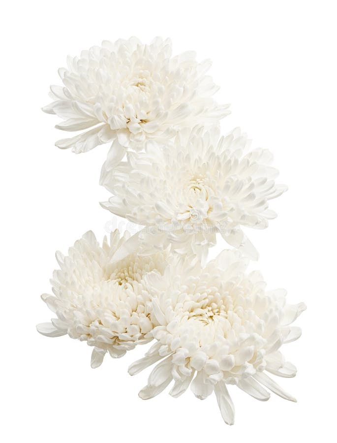 White Chrysanthemum Flower, Large Chrysanthemum Flower Isolated on ...