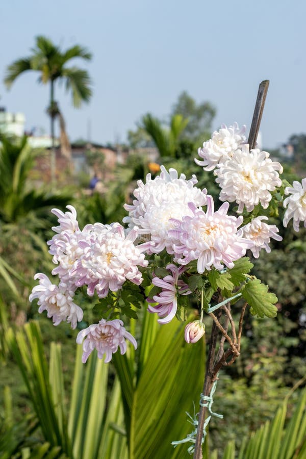 White Chrysanthemum Flower with Sky Background Stock Image - Image of ...