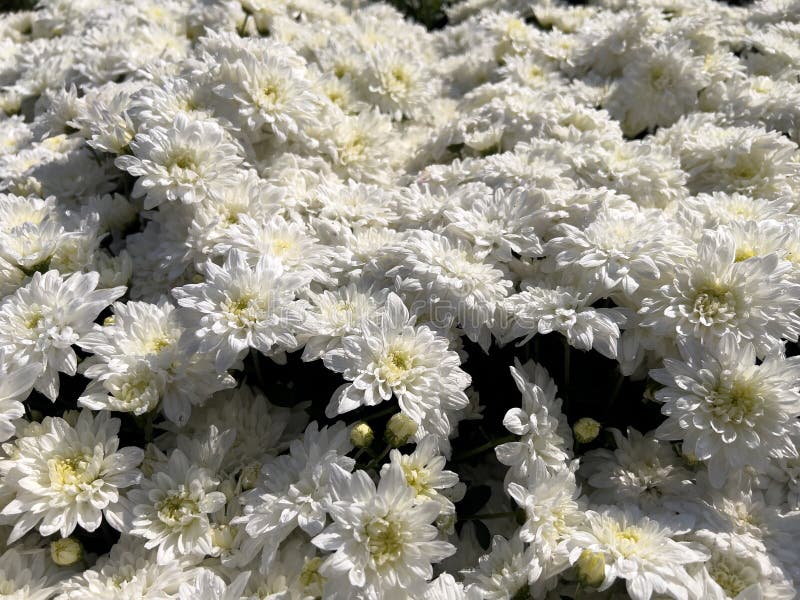 Chrysanthemum flowers stock photo. Image of summer, beautiful - 316165506