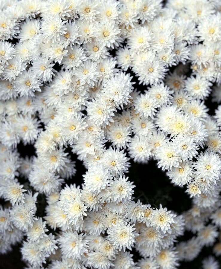White Chrysanthemums are Blooming Stock Image - Image of blooming ...