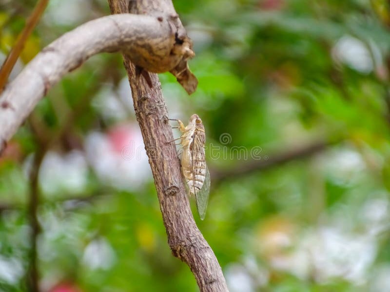 White Cicada on Small Tree Branch. Stock Image - Image of macro ...