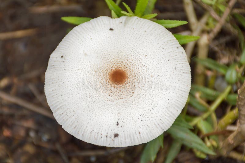 White Circle Mushroom In Nature Garden Stock Photo - Image of close ...